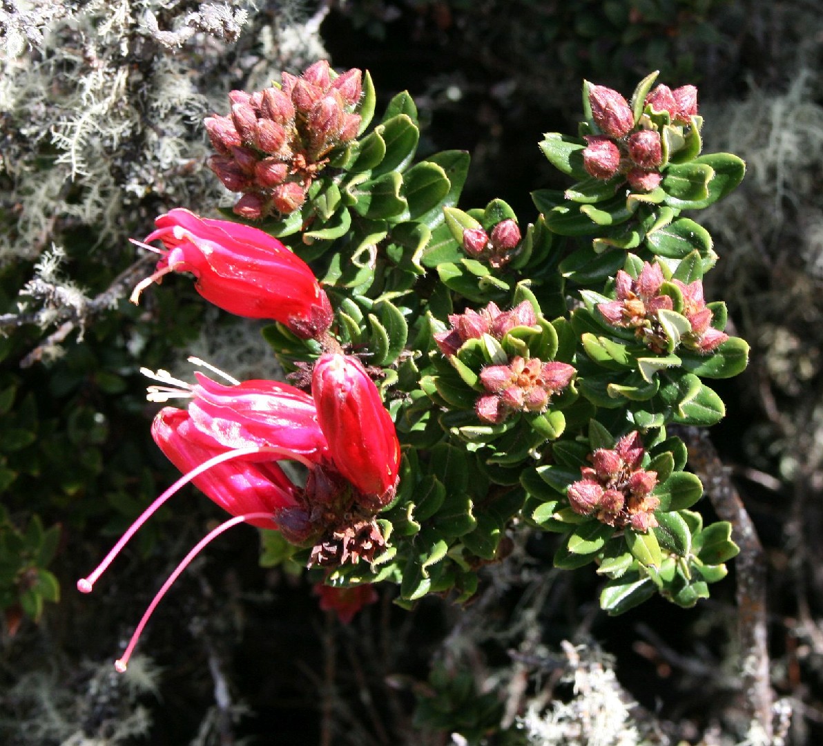 Rhododendron of South America (Bejaria resinosa) Flower, Leaf, Care ...