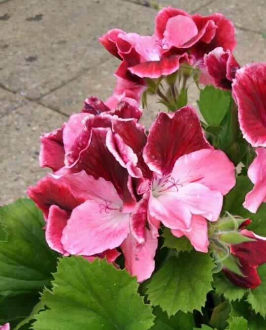Pelargonium 'Royal Princess' - PictureThis