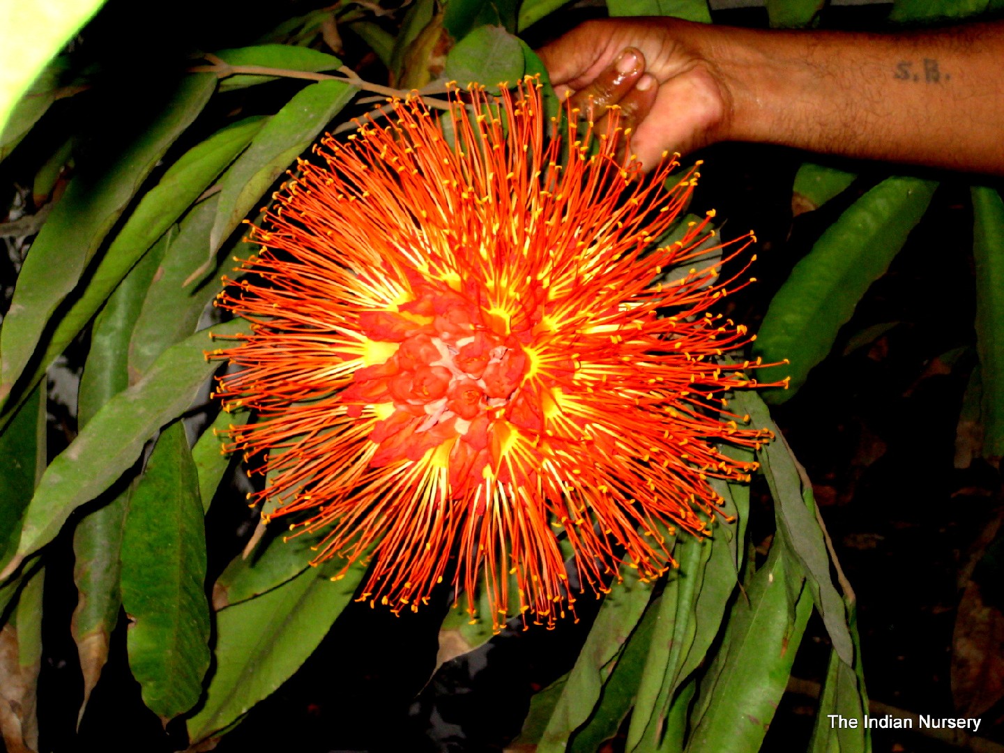 Brownea grandiceps - PictureThis