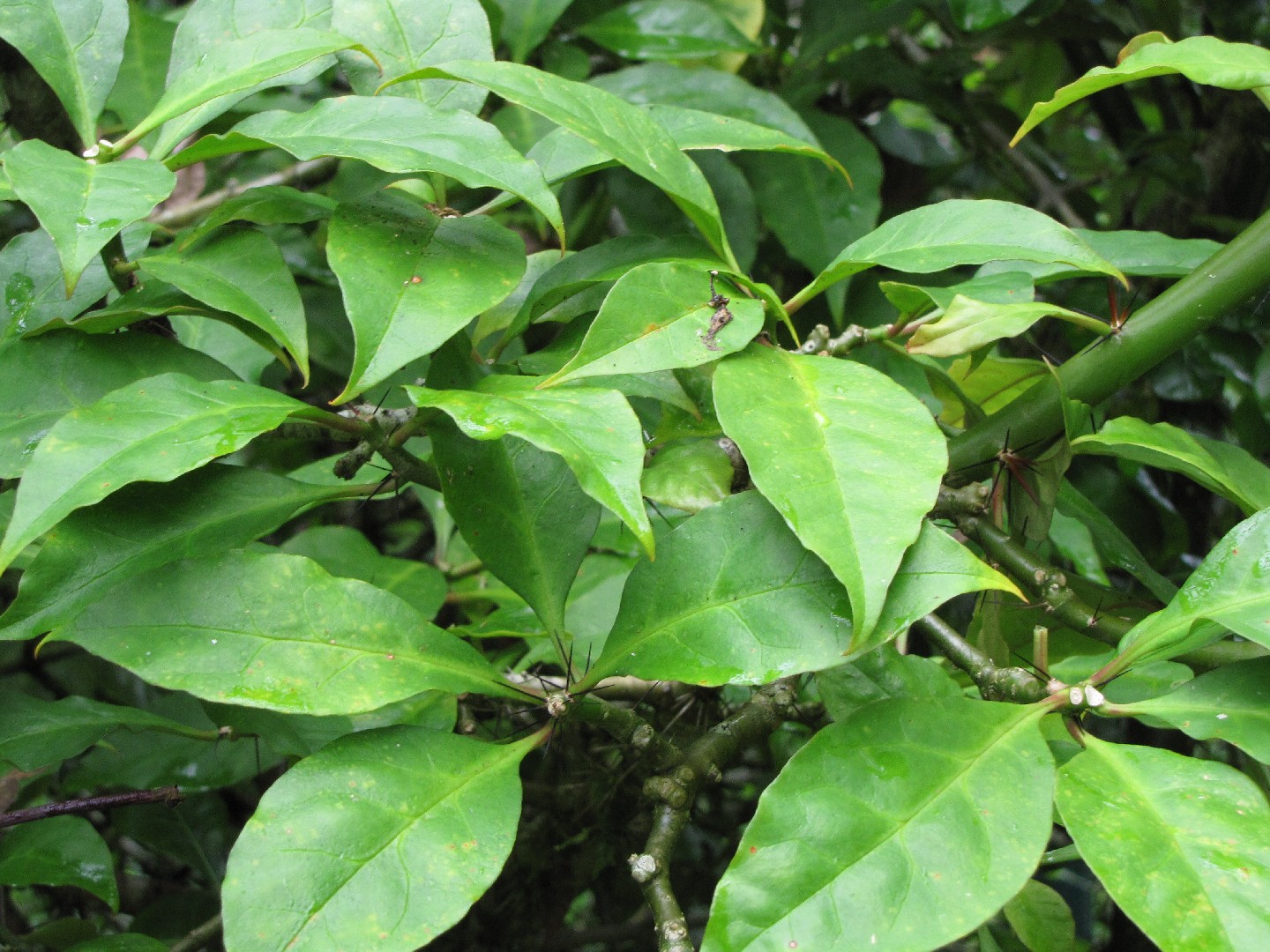 Bleo (Pereskia bleo) - PictureThis