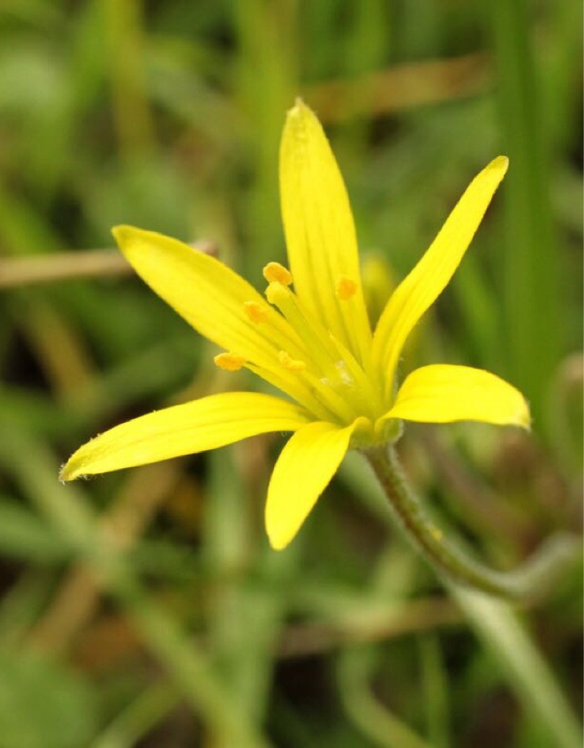 Gagea bulbifera - PictureThis