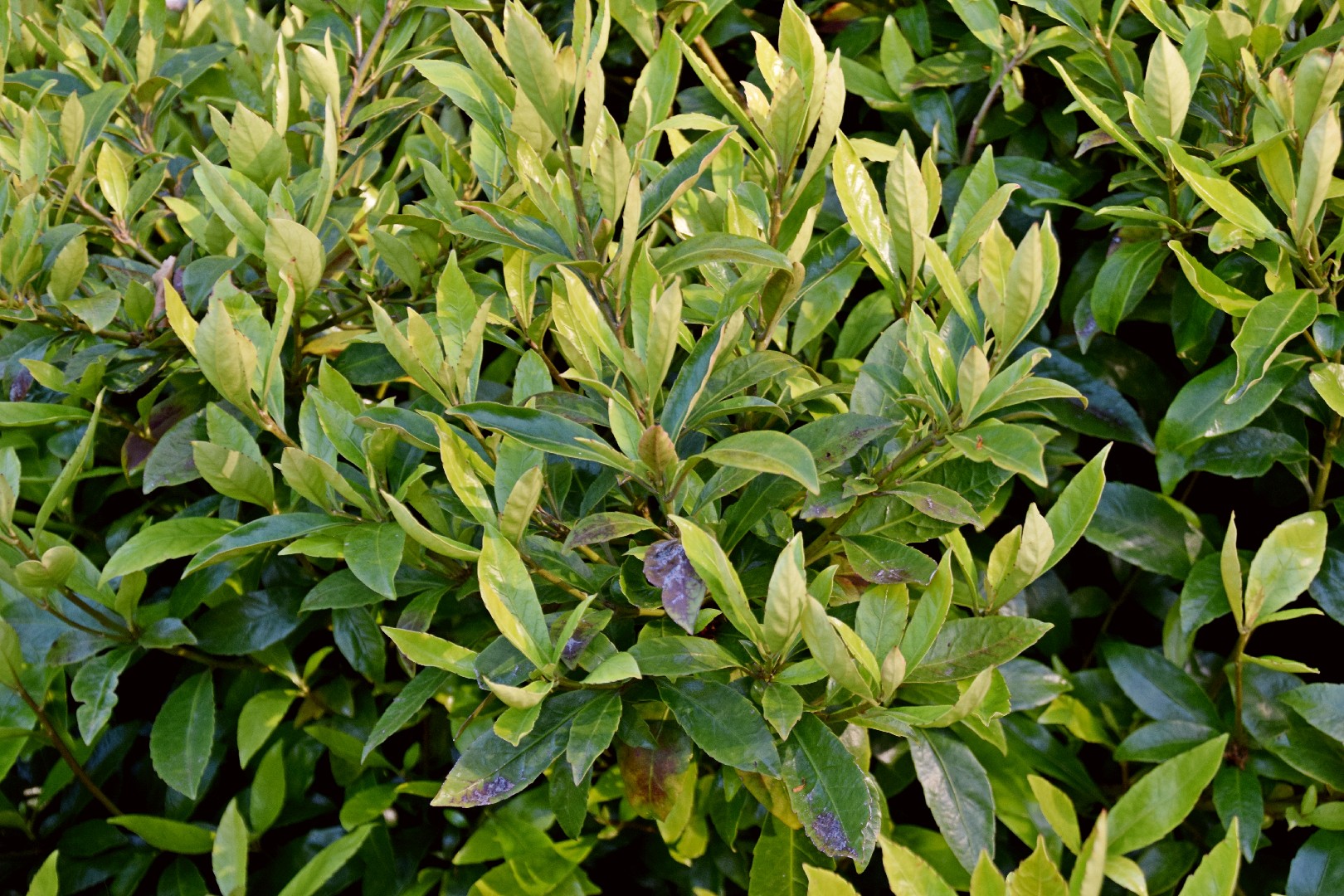 Shrubby honeysuckle Care (Watering, Fertilize, Pruning, Propagation ...