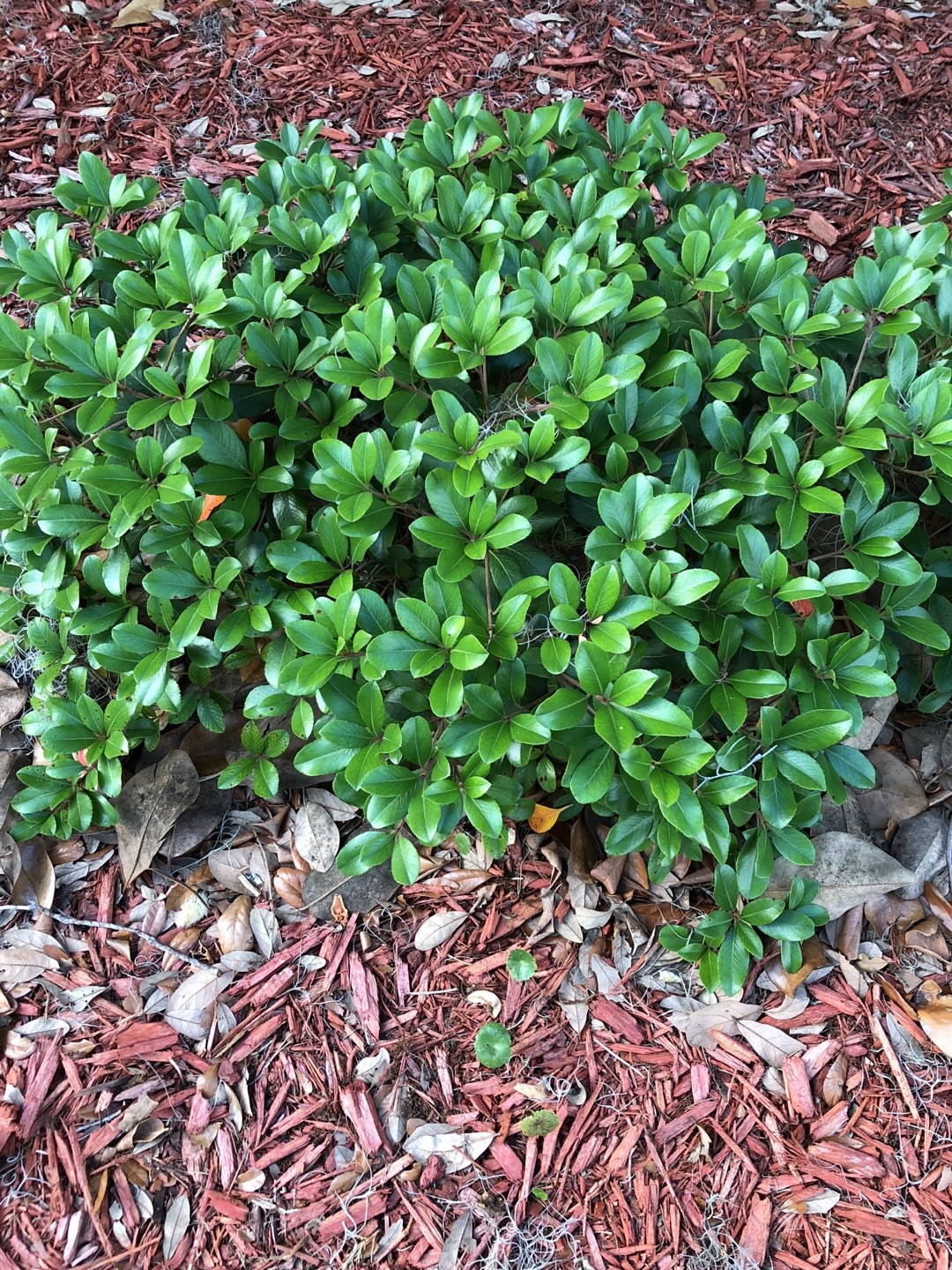 Litsea (Litsea) Flower, Leaf, Care, Uses - PictureThis