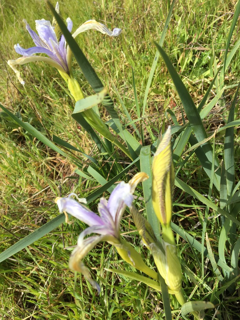 Iris costero (Iris longipetala) - PictureThis