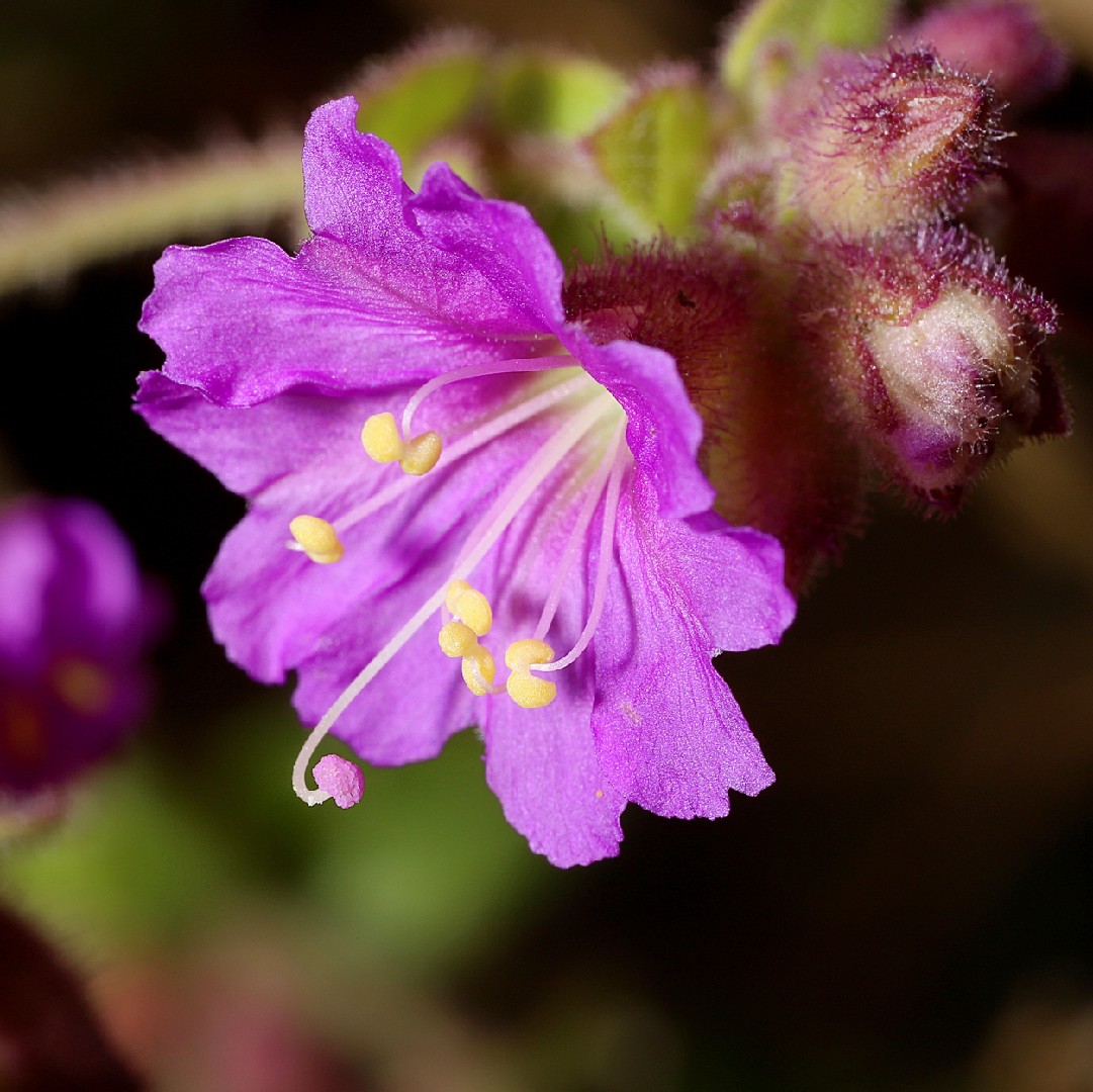 Desert Wishbone-Bush (Mirabilis laevis) Flower, Leaf, Care, Uses ...