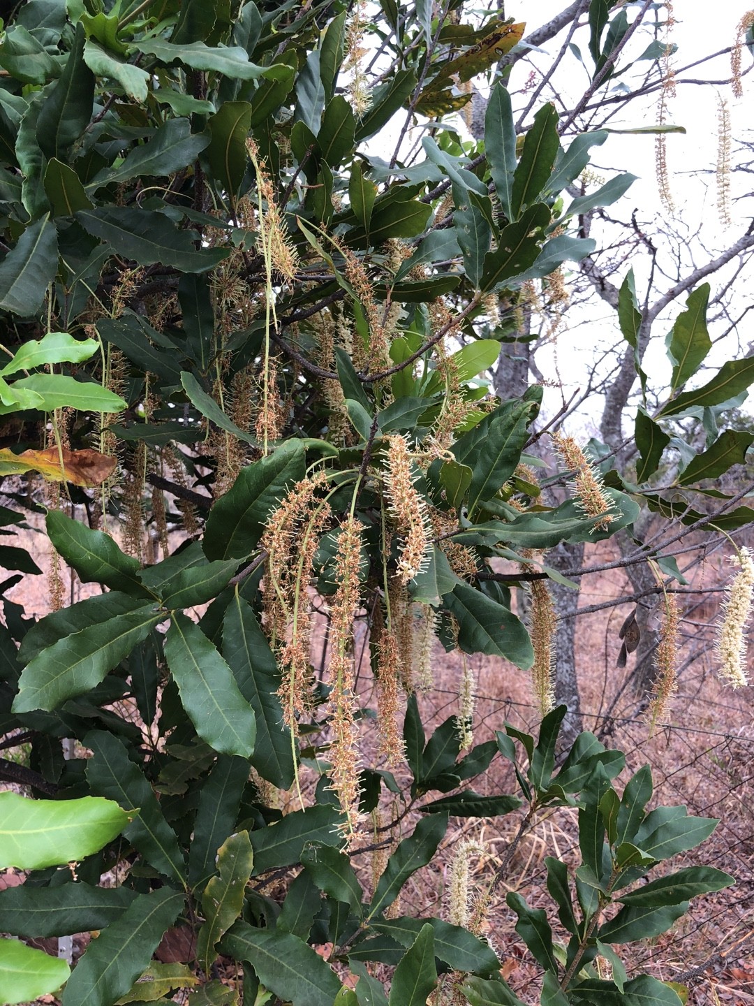 Macadamia tetraphylla - PictureThis
