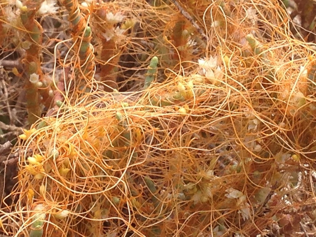 Cuscuta pacifica - PictureThis