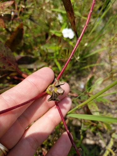 Queen's-delight (Stillingia sylvatica) Flower, Leaf, Care, Uses ...