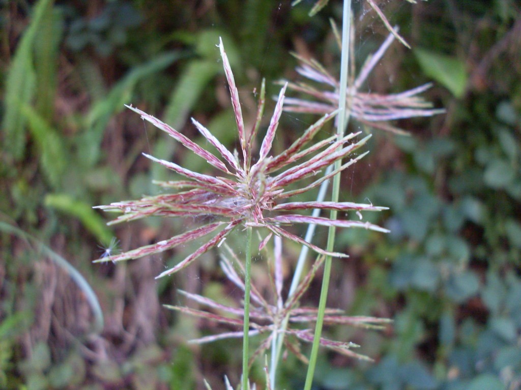 Cyperus congestus - PictureThis