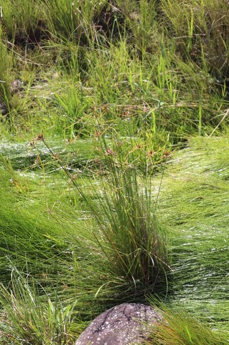 Manyspike flatsedge (Cyperus polystachyos) Flower, Leaf, Care, Uses ...