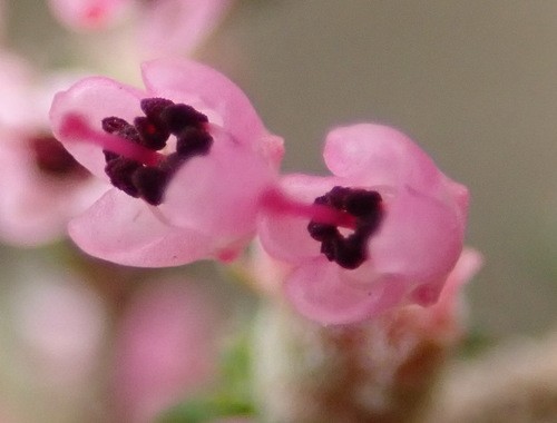 Erica sparsa Flower, Leaf, Care, Uses - PictureThis