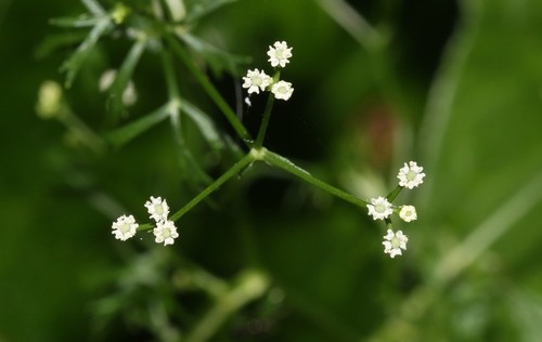 Sison Flower, Leaf, Care, Uses - PictureThis