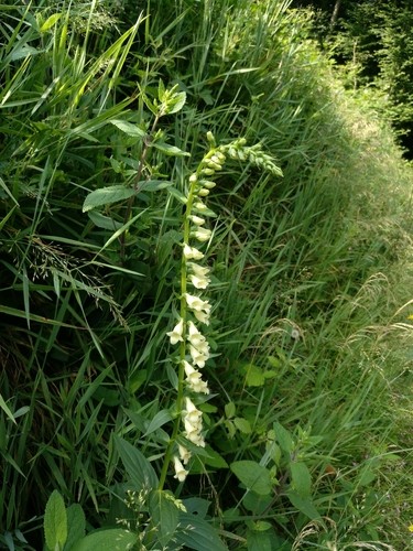 Dedalera de San Jerónimo (Digitalis lutea) - PictureThis