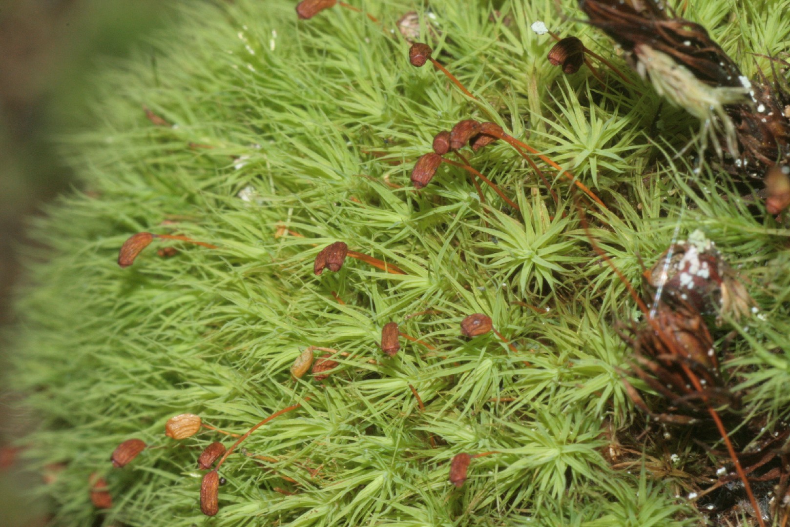 Musgo de manzana (Bartramia pomiformis) - PictureThis