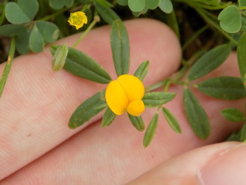 Stylosanthes viscosa - PictureThis