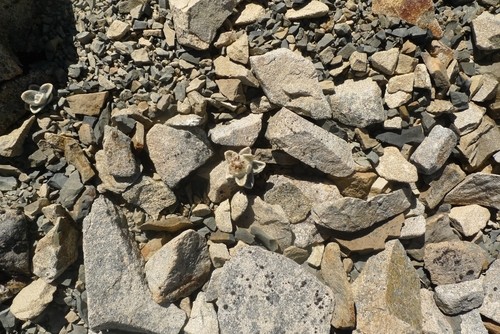 Haastia sinclairii - PictureThis