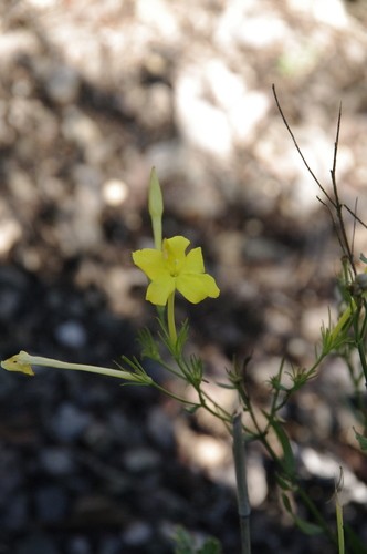 Menodora longiflora 花言葉，毒性，よくある質問 - PictureThis