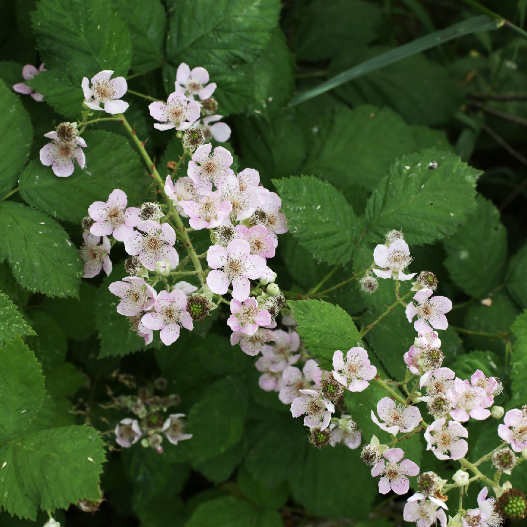Ronces (Rubus) - PictureThis