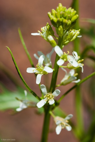 Wild cabbage Care (Watering, Fertilize, Pruning, Propagation) - PictureThis