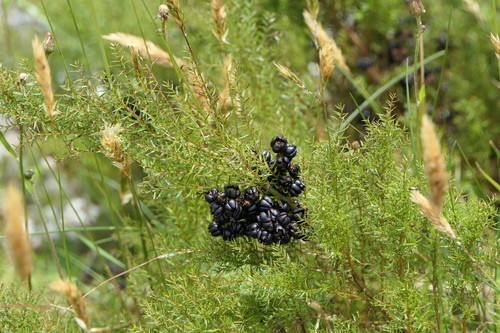 Small-leaved tutu (Coriaria angustissima) Flower, Leaf, Care, Uses ...