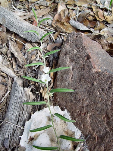 Silky evolvulus (Evolvulus sericeus) Flower, Leaf, Care, Uses - PictureThis