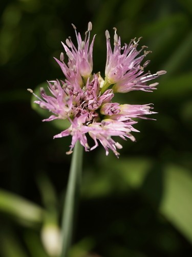 Allium validum 花言葉，毒性，よくある質問 - PictureThis