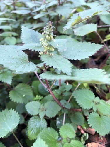 Heartleaf nettle (Urtica chamaedryoides) Flower, Leaf, Care, Uses ...