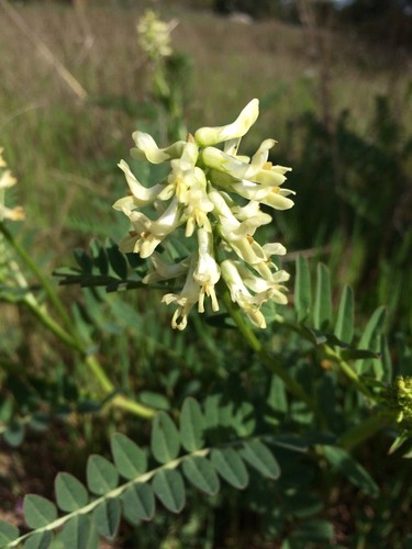 Pomona milkvetch (Astragalus pomonensis) Flower, Leaf, Care, Uses ...