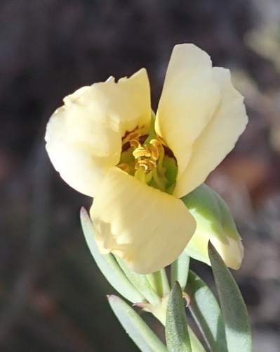 Roepera fulva Flower, Leaf, Care, Uses - PictureThis