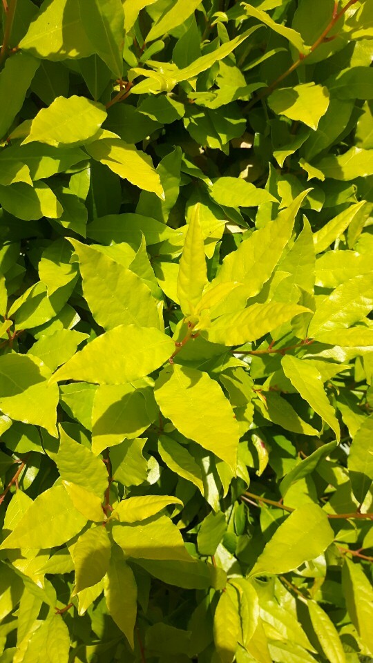 Laurus - PictureThis