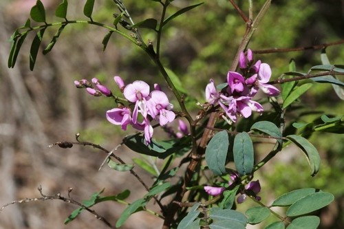 How to Plant and Grow Australian indigo(Indigofera australis)