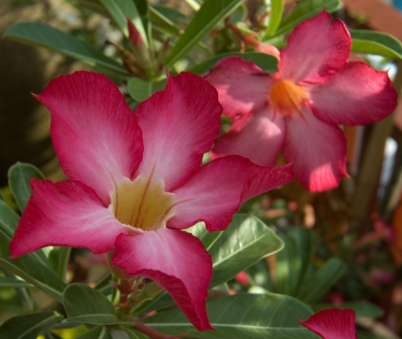 Desert rose (Adenium obesum) Flower, Leaf, Care, Uses - PictureThis