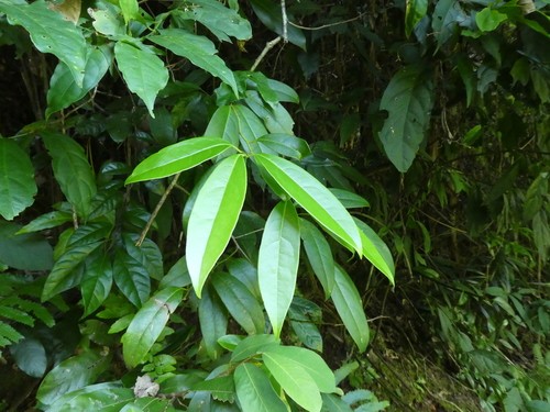 Sabia (Sabiaceae) Flower, Leaf, Care, Uses - PictureThis