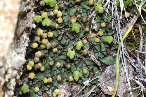 California perianth liverwort (Asterella californica) Flower, Leaf ...
