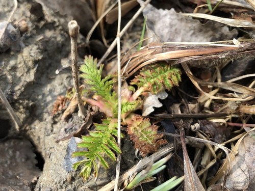 Harvestlice (Agrimonia parviflora) Flower, Leaf, Care, Uses - PictureThis