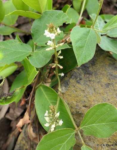 Neonotonias Care (Watering, Fertilize, Pruning, Propagation) - PictureThis