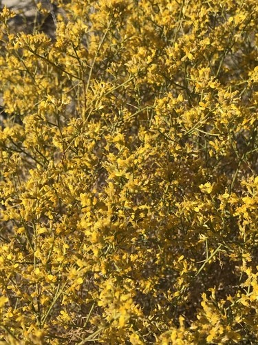 Hierba de serpiente (Gutierrezia microcephala) - PictureThis