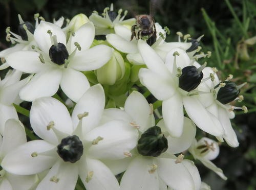 Ornithogalum saundersiae - PictureThis
