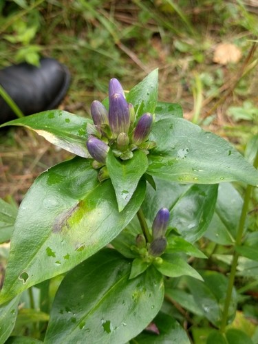 How to Plant and Grow Bottle gentian(Gentiana clausa)