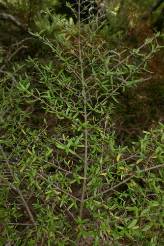 Coprosma microcarpa - PictureThis