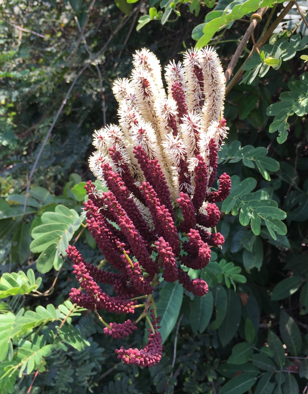 Entada polystachya - PictureThis