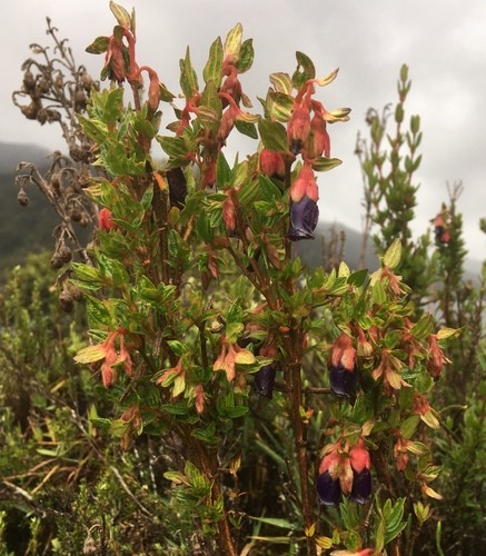 Brachyotum Flower, Leaf, Care, Uses - PictureThis