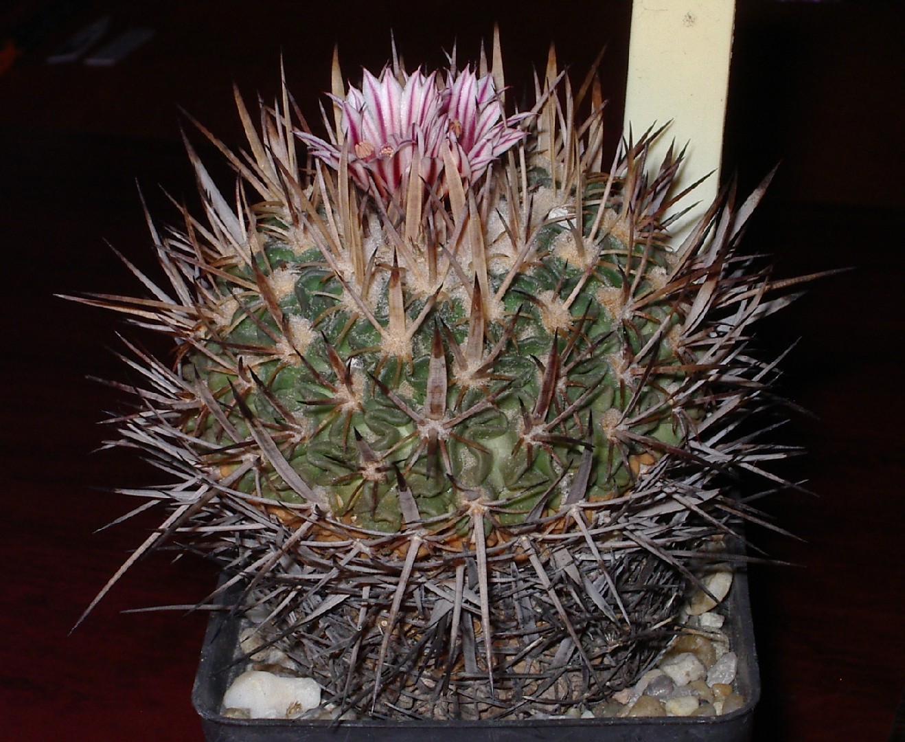 Stenocactus Care (Watering, Fertilize, Pruning, Propagation) - PictureThis