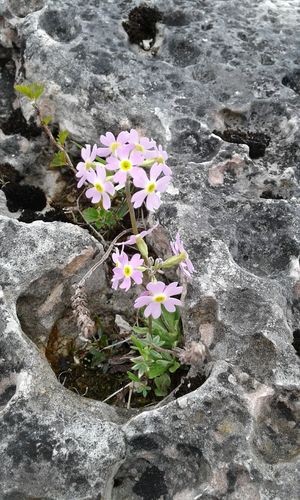 Primula mistassinica - PictureThis