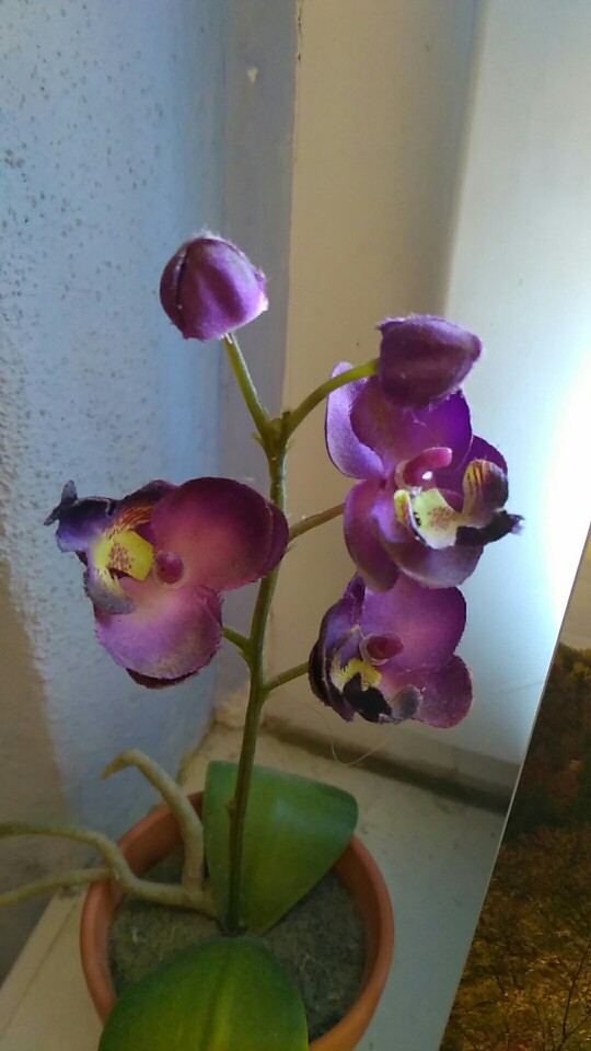 Paraboea Care (Watering, Fertilize, Pruning, Propagation) - PictureThis