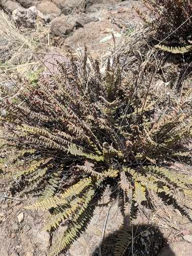 Golden cloak fern (Myriopteris aurea) Flower, Leaf, Care, Uses ...