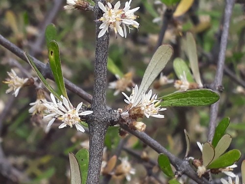 Olearia odorata - PictureThis