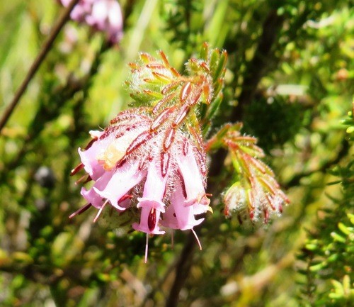 Erica barbigeroides - PictureThis