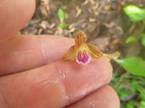 Raíz-de-coral crestada (Hexalectris spicata) - PictureThis