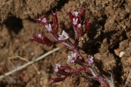 Buckwheat (Polygonaceae) Flower, Leaf, Care, Uses - PictureThis